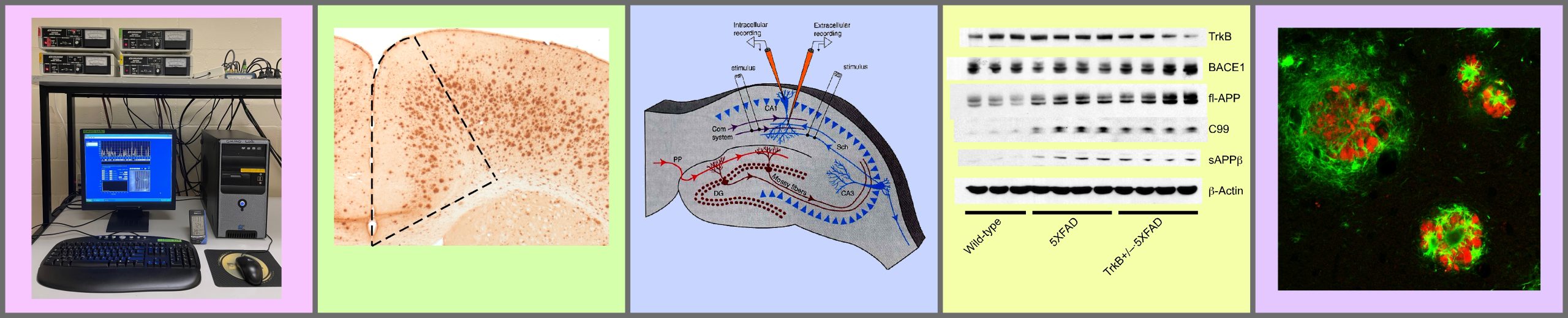 Masuo Ohno, PhD laboratory | Center for Dementia Research