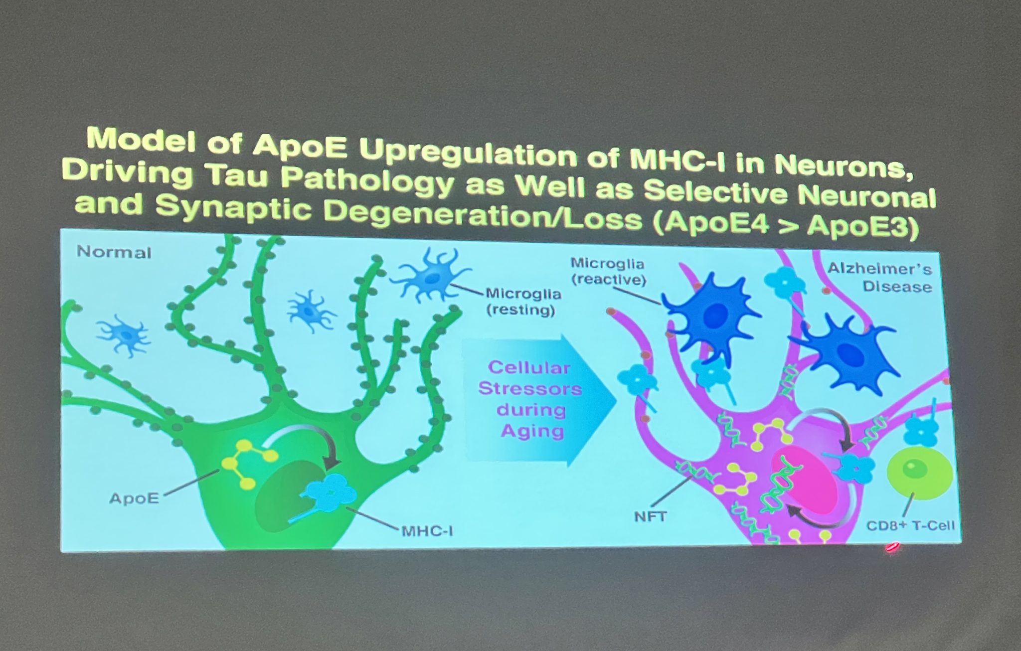 ApoE4 and Alzheimer's Disease: Molecular Mechanisms and Therapeutic ...