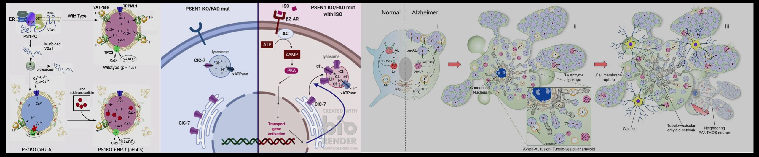 Lee Lab - Center for Dementia Research
