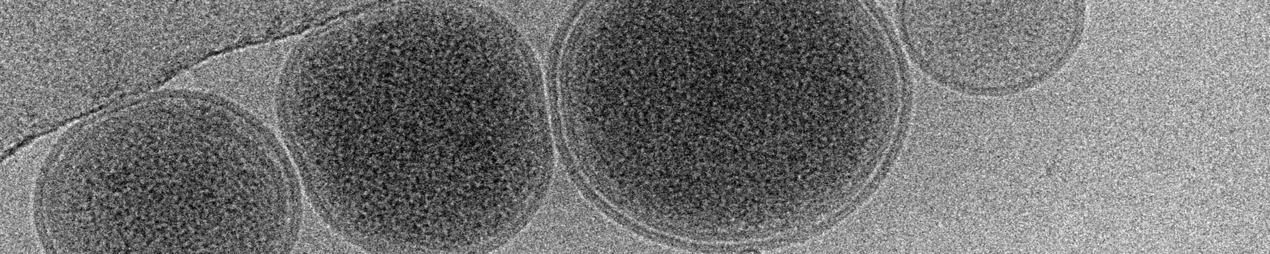 D’Acunzo Lab - Center for Dementia Research